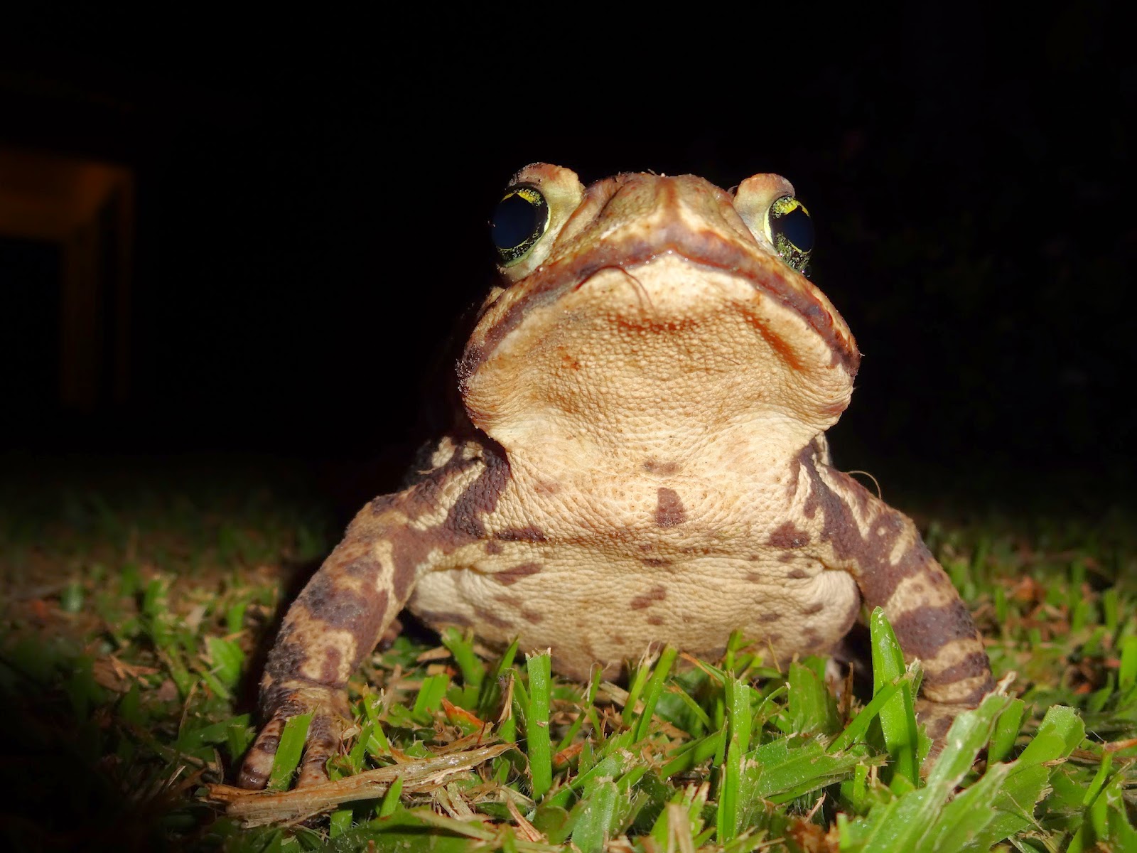 canoinhasimagens: A História do sapo-boi em Canoinhas