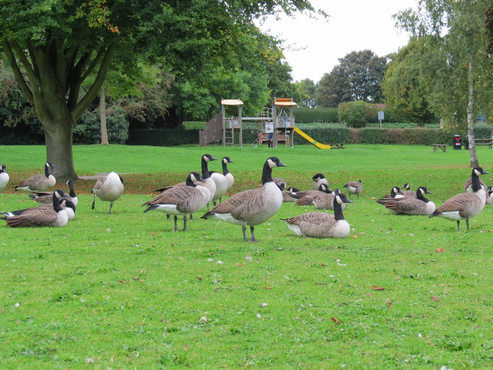 BIRDING AMERSHAM: A Finnish-ringed BLACK-HEADED GULL in Lowndes Park