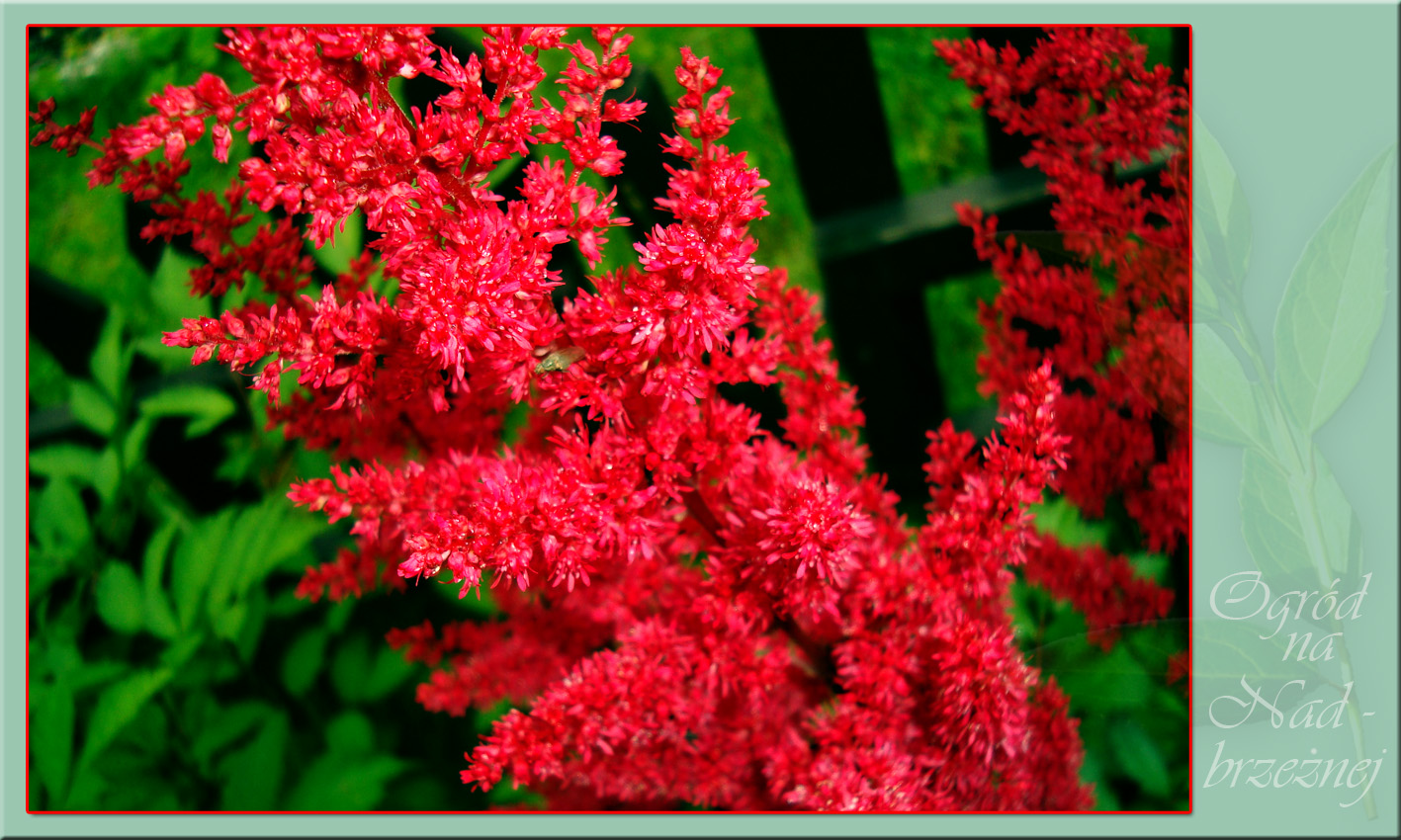 Ogród na Nadbrzeżnej: Tawuły i tawułki