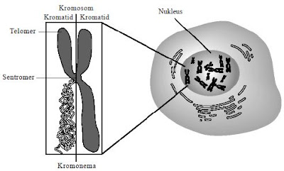 Pengertian, Struktur dan Bagian-bagian Kromosom