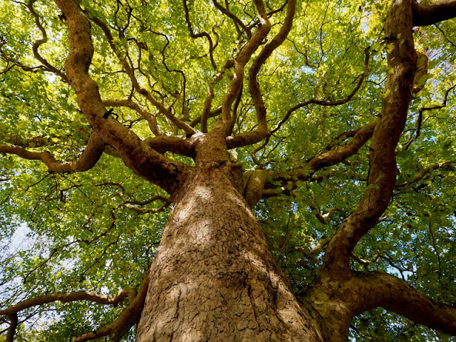 PhotoReflect: Wisbech's London plane tree