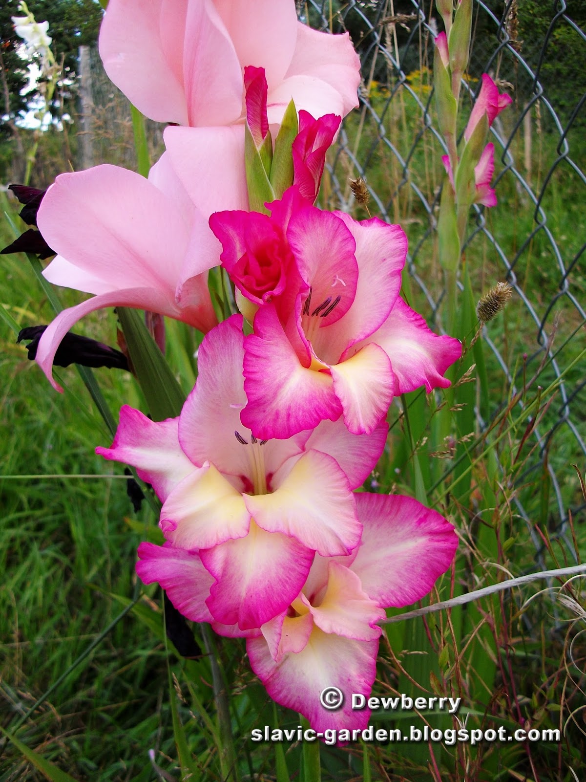 Slavic Garden - Słowiański Ogród: Outdoor beauties: Gladioli; sword ...