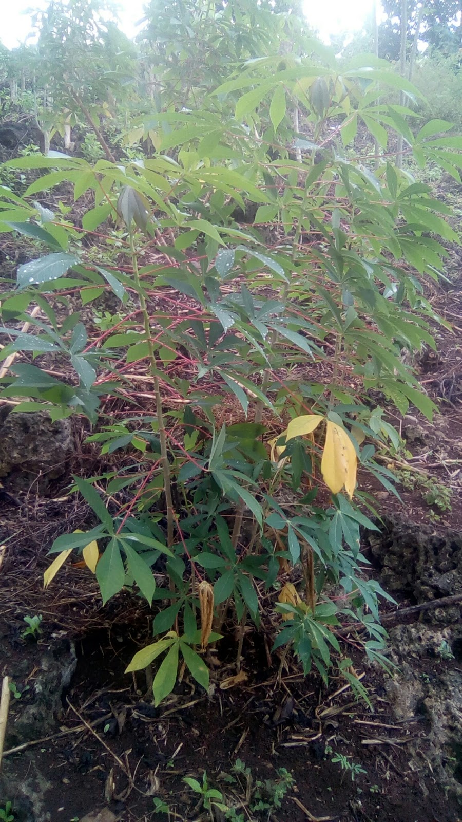 Kamote Kahoy Scientific Name