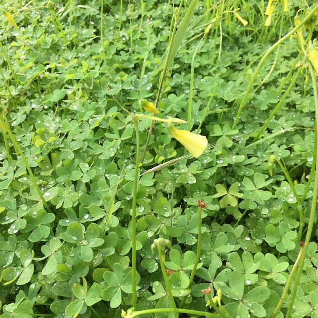 Divagar entre FLORES - ANIMAIS - NATUREZA: Flores Silvestres - Azedas ...