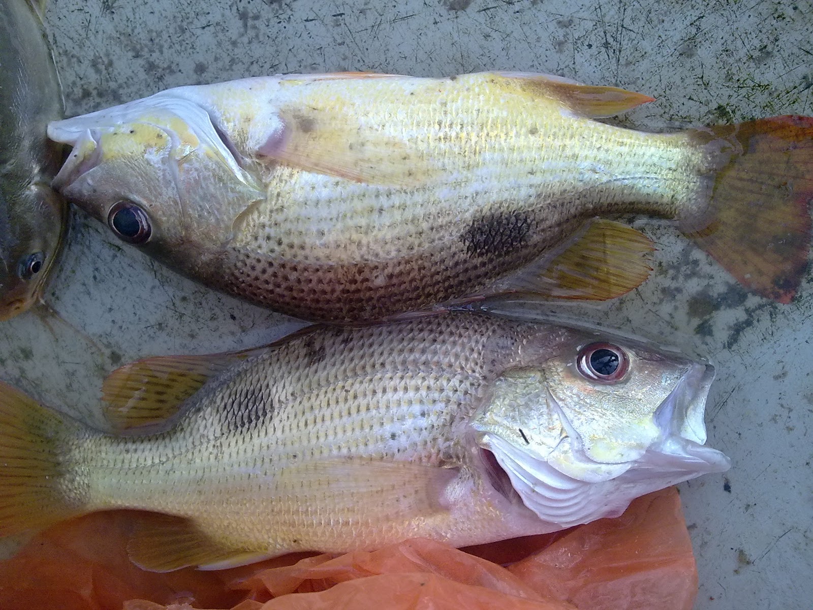 tempat tempat memancing