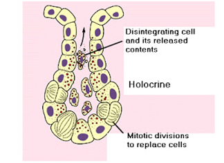 Makalah Pengertian, Jenis, Macam Kelenjar Eksokrin dan Kelenjar ...