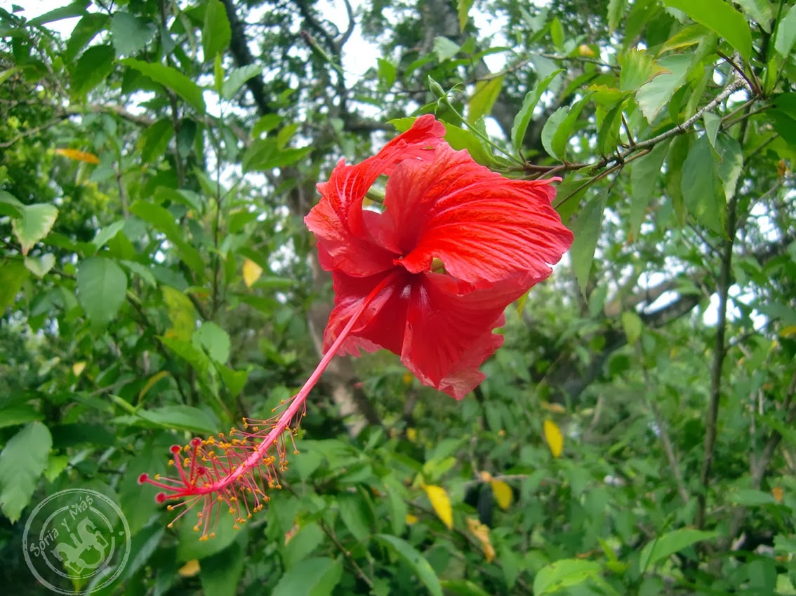 Tajueko: Algunas flores de Nicaragua