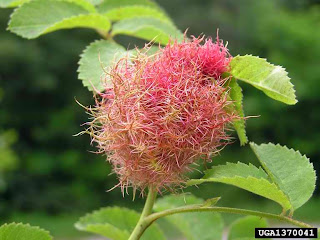 Flowers around the world: The National Flower Every country (S)