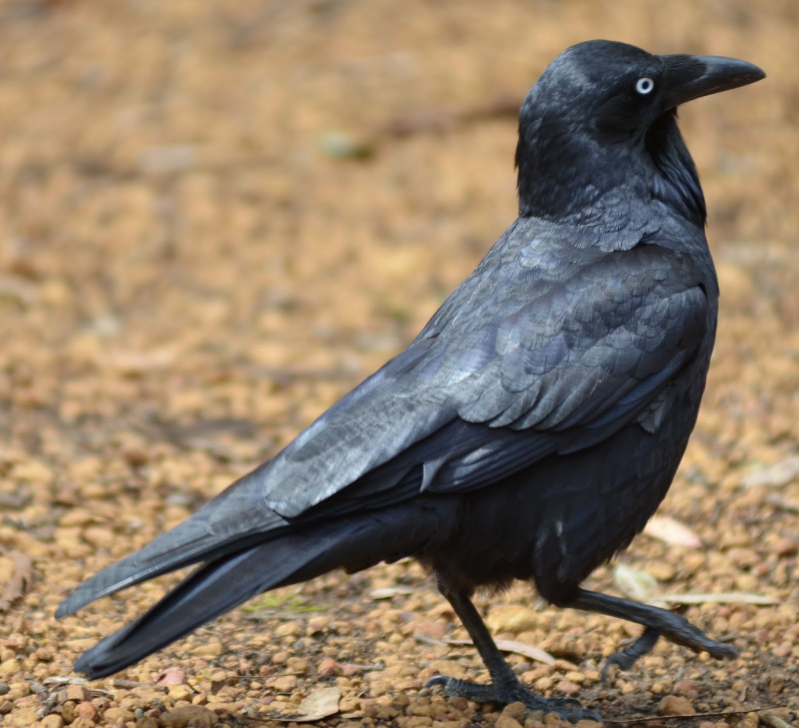 Dinosaurs In My Garden