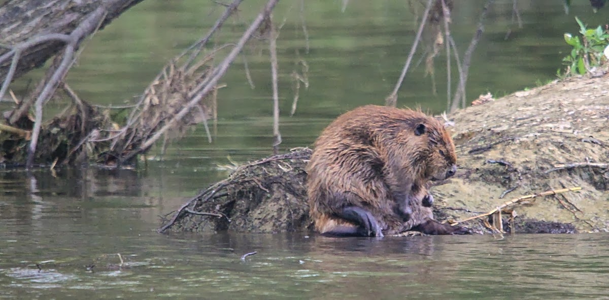 Gary's Outdoor Wanderings2: MORE UNUSUAL BEAVER PICS