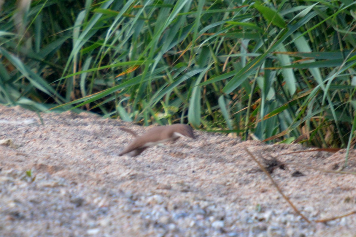 La Natura a la Baixa Tordera: Mostela (Mustela nivalis) al llit de la ...