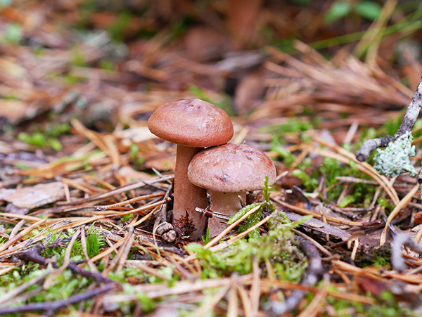 PIENI SIENIOPAS JA YKSI SIENIPASTA (GF) + SIENISALAATTI | Syötävän hyvä