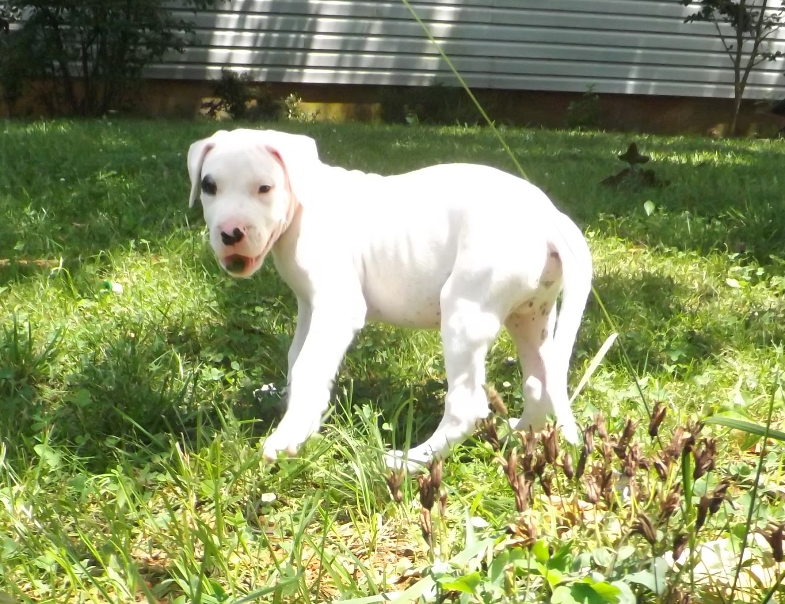 Yo Amo Dogos aka Yo Amor Dogos: Alex and Petey 9 week old male Dogo ...
