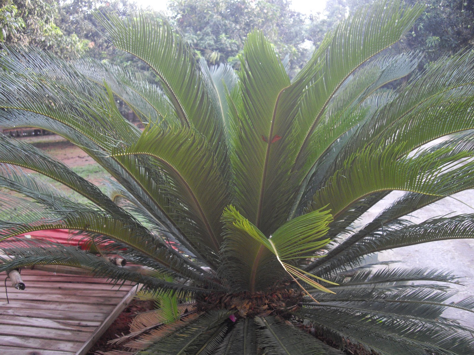 Natural Picture: A Cycas