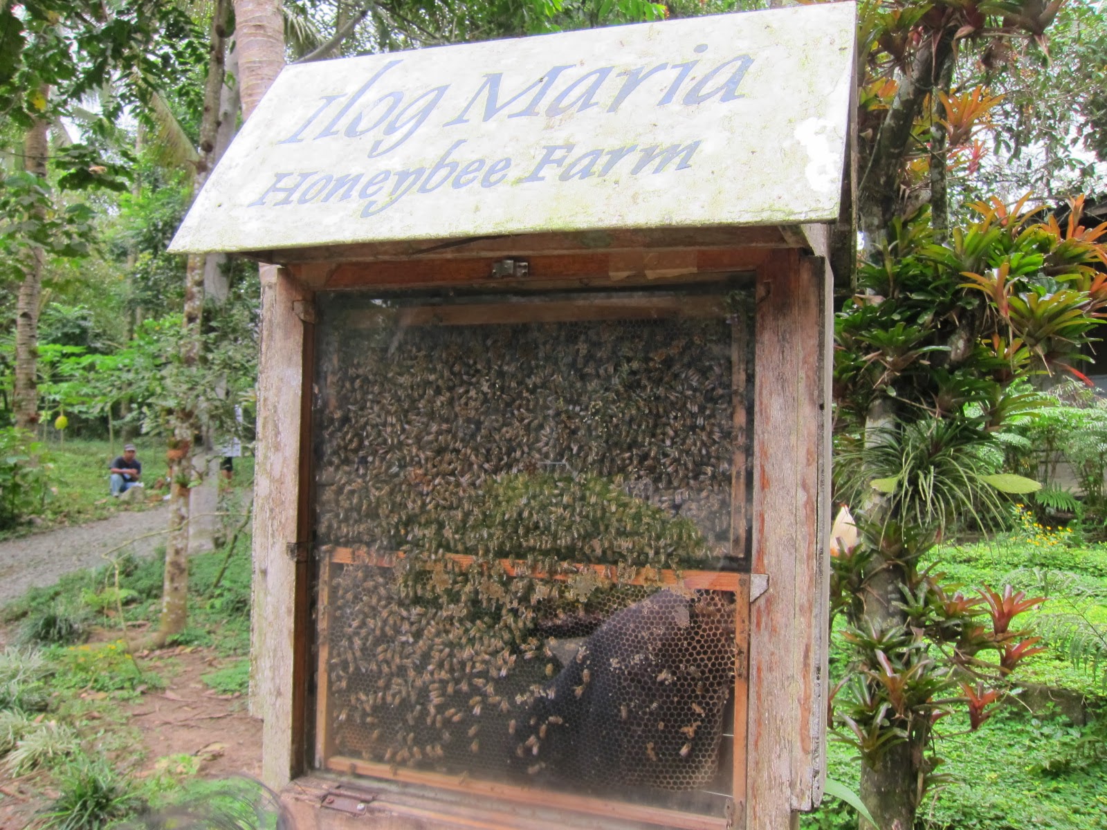 Jessica Choy: Ilog Maria Honeybee Farm Haul