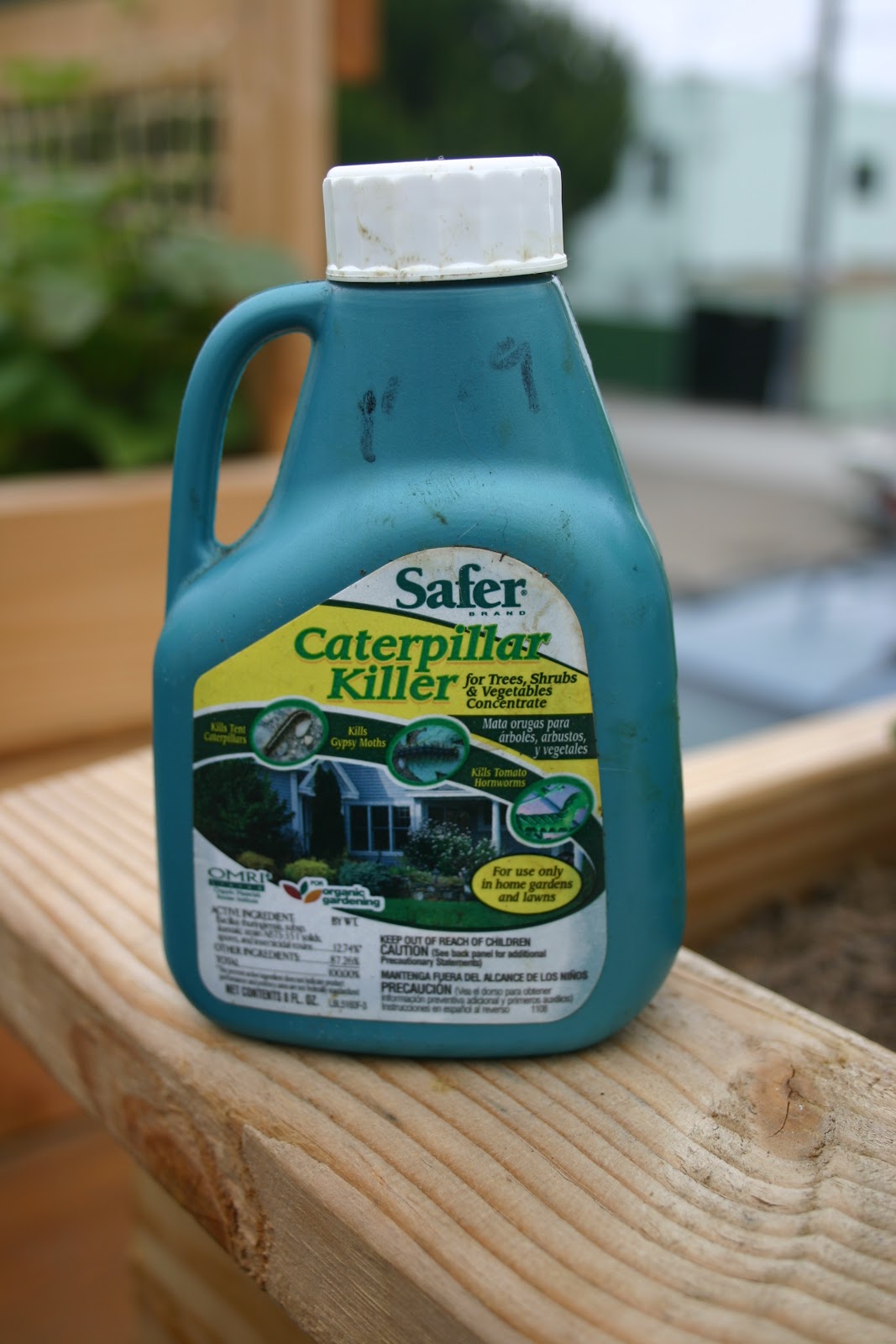 Gidget's Garden: Caterpillars