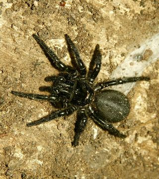 OpenUp! blog: Content Highlights - Sydney Funnel Web Spider (Atrax ...