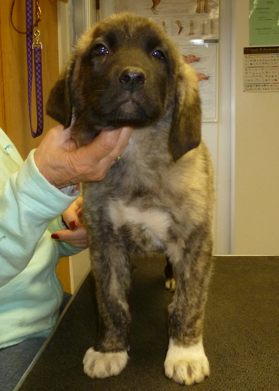 Shepherds Rest Farm: Anatolian Shepherd Puppies 8 Weeks Old - THE MALES