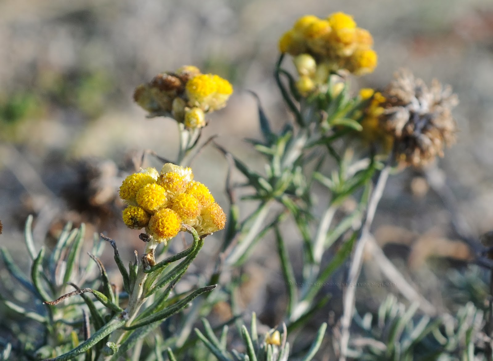 Macrophoto plaisir passion: L'Immortelle des sables, Helichrysum arenarium