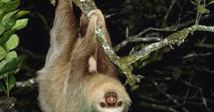 Sloths Powerful Grip! | Interesting Facts
