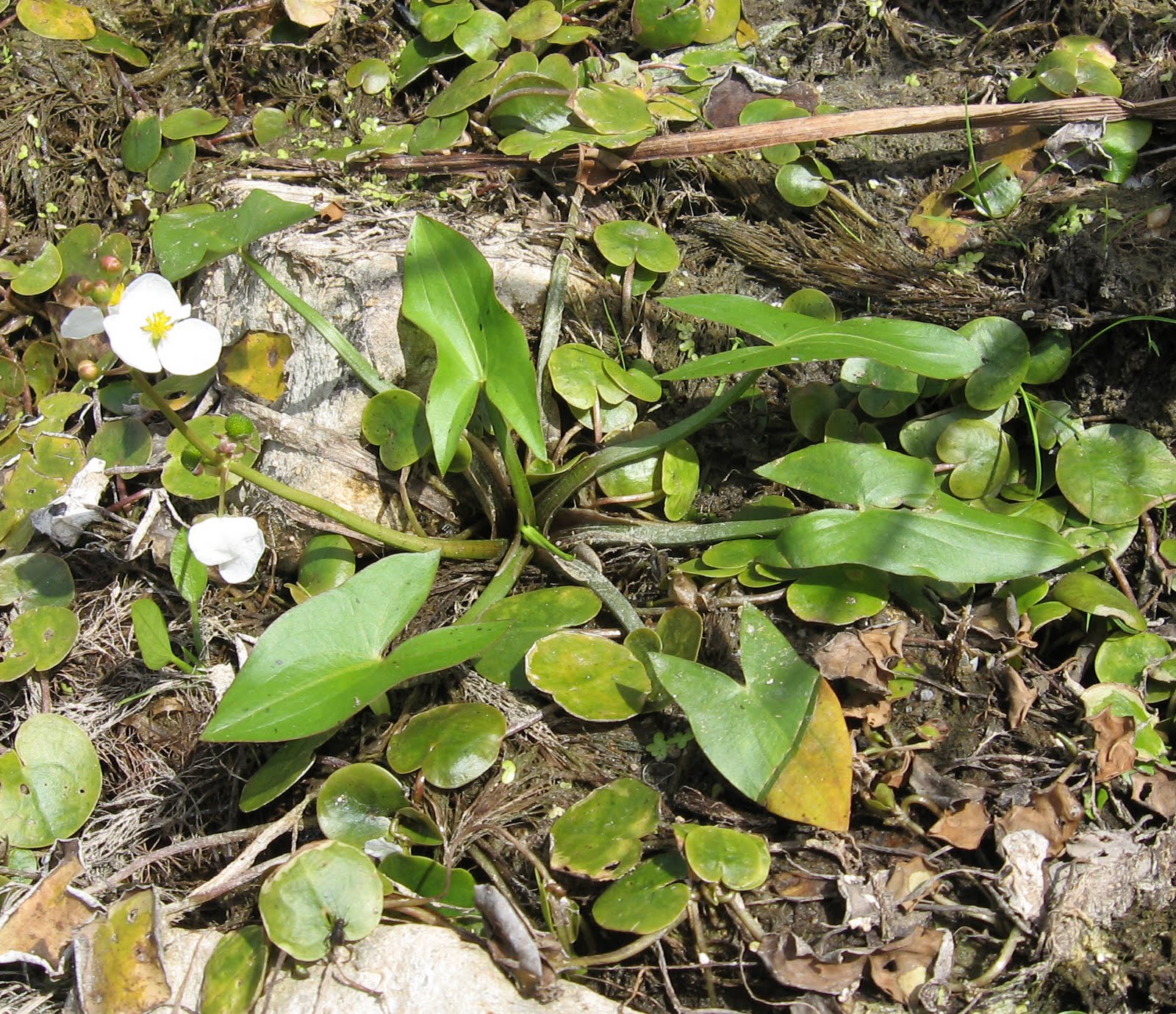 Tangled Web: Pics of Summer Flowers ... The Wetlands