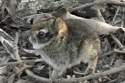 Sarzedo Ecologia: Filhote de tapiti (Silvilagus brasiliensis)