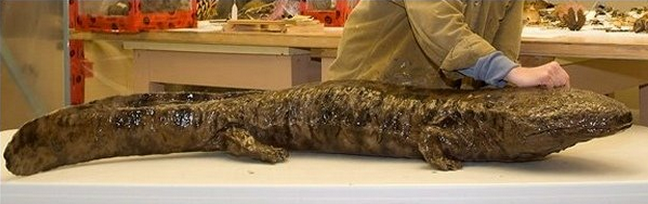 7 Hewan Prasejarah Paling Menakutkan Yang Masih Ada Hingga Saat Ini ...