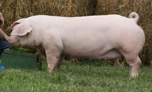 Different Breeds of Swine
