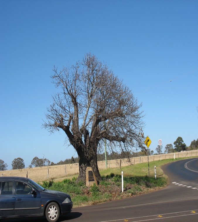 Toowoomba Field Naturalist: The Spanish Chestnut Tree on the Corner of ...