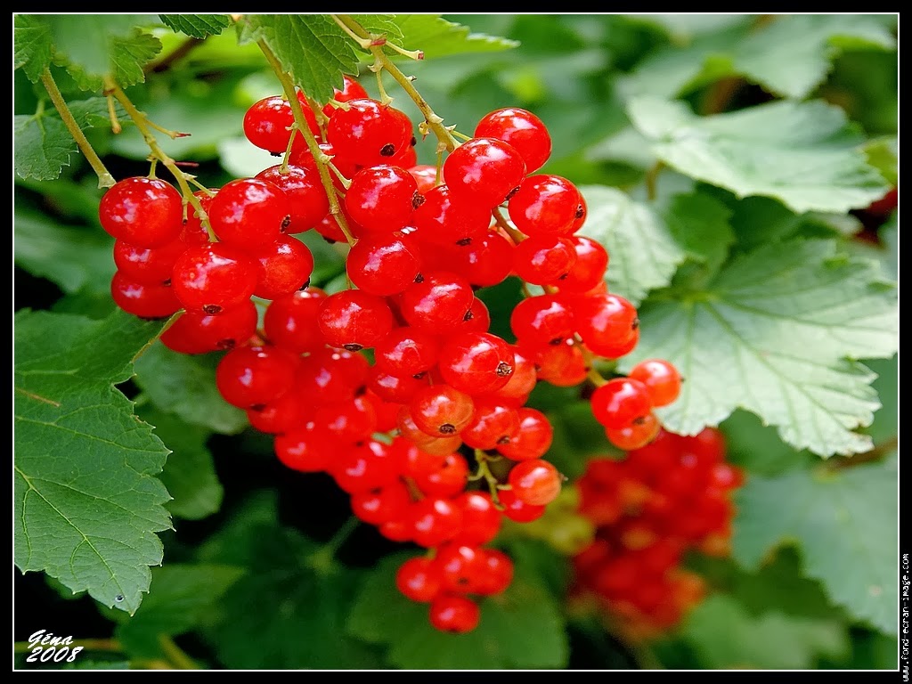 Les secrets de la taille et de la greffe des arbres fruitiers bio : 01 ...