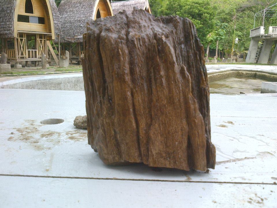Museum Fosil Kayu Indonesia: BROWN FOSIL