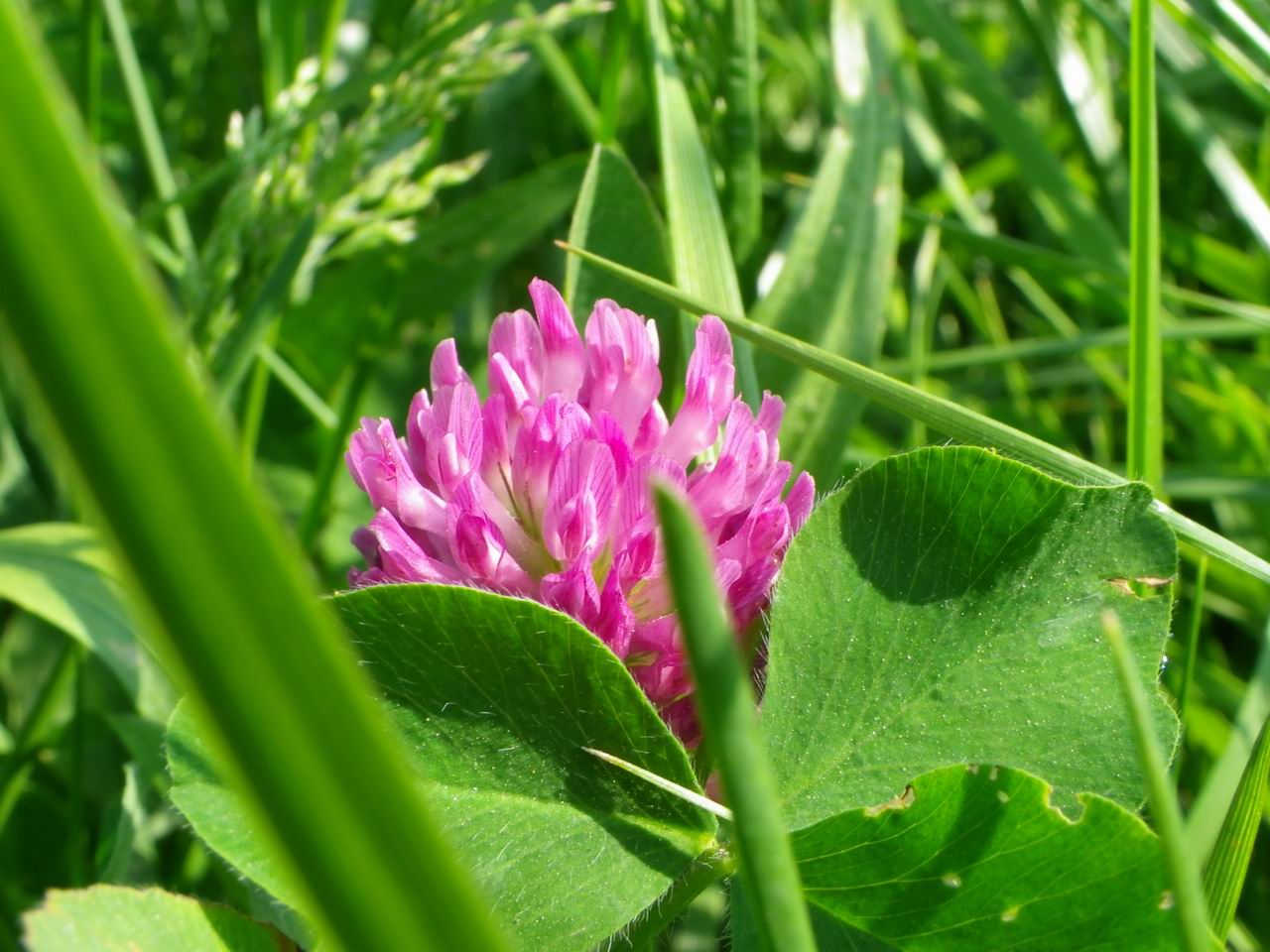 Les fleurs de trèfle rose