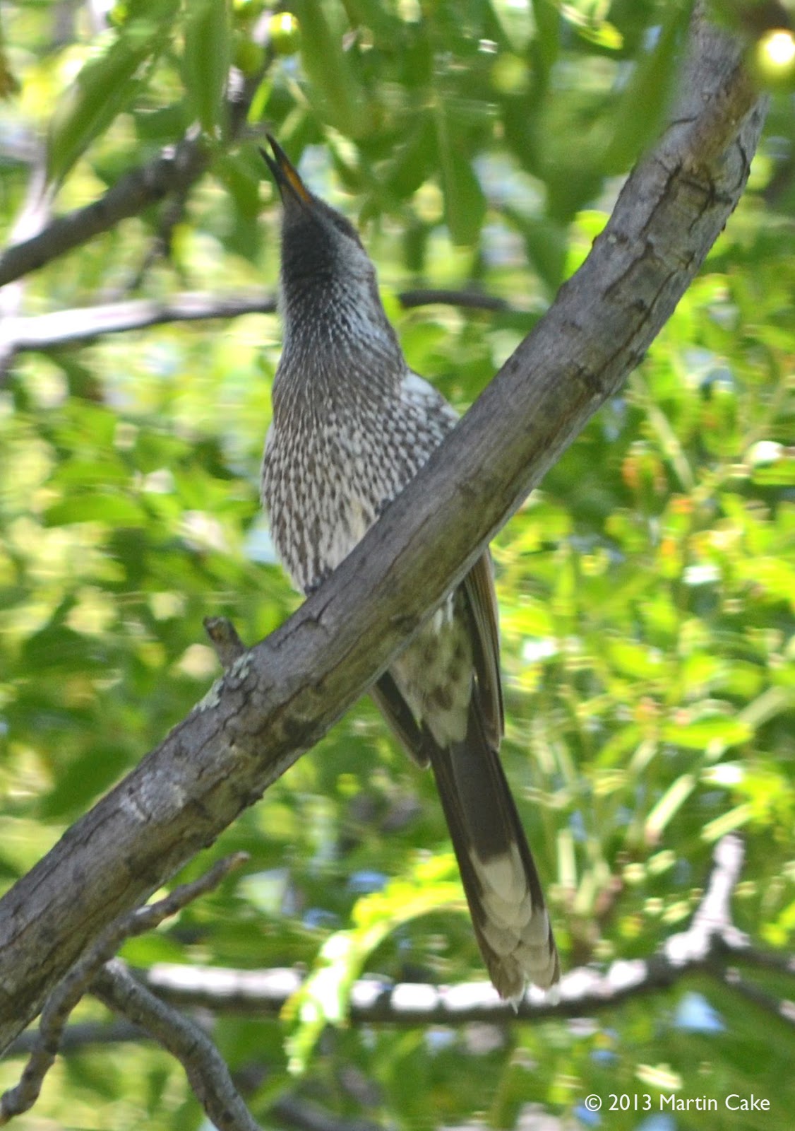 Leeuwin Current Birding: South-west Endemics Part 3: Western Wattlebird