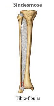 Resumo Fisio: Anatomia sistêmica - Artrologia