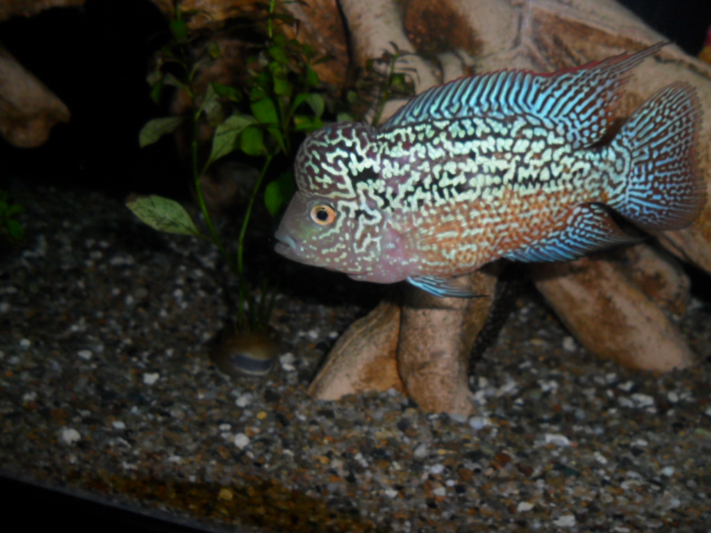 Flowerhorn The Hybrid Cichlids: King Kamfa from Lee