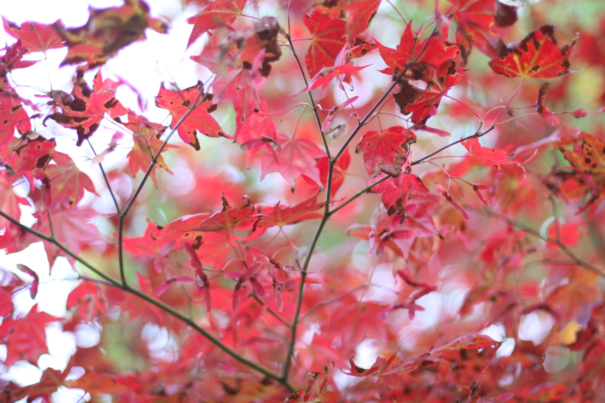 GREY LEMON: Autumn Colors Week - Red