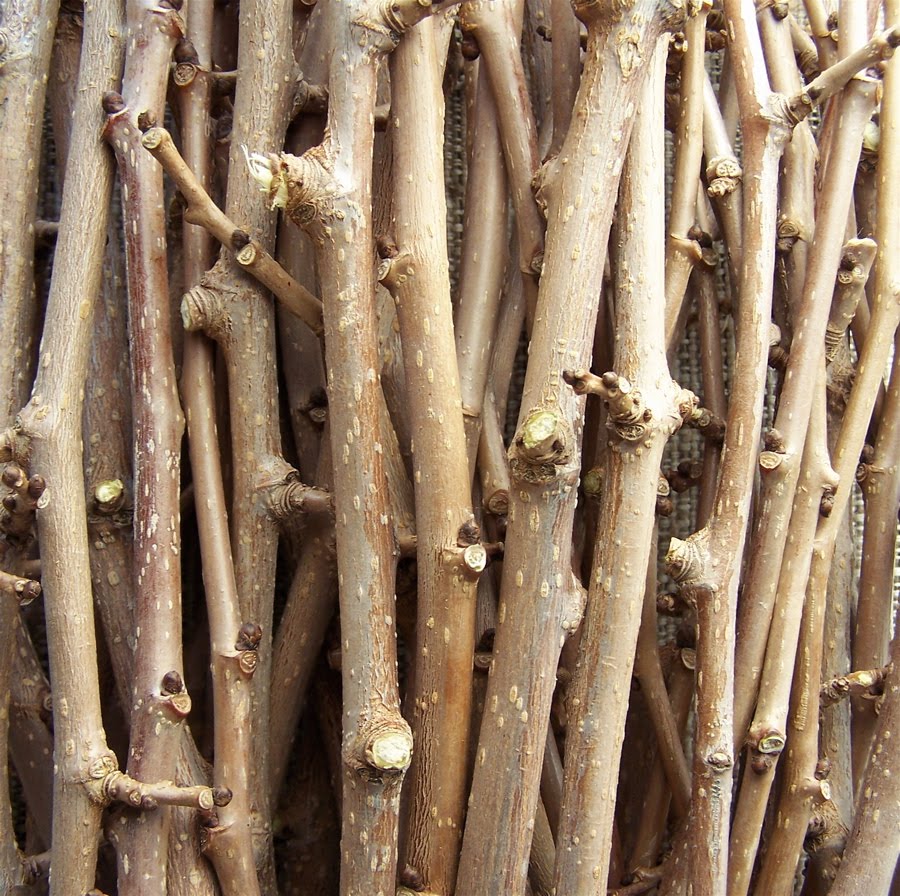 BRiZEL HANDCRAFTS: Wood Chew Sticks are back... Pruning season is here