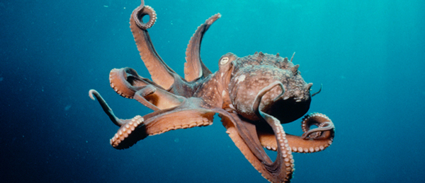 The Jungle Store: The Real Octo-Mom