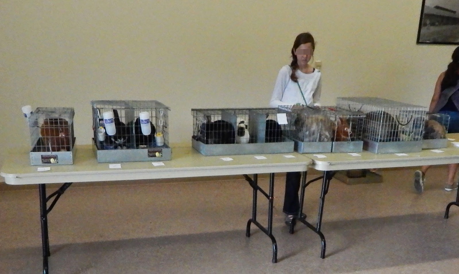 Welcome To The Rabbit Geek!