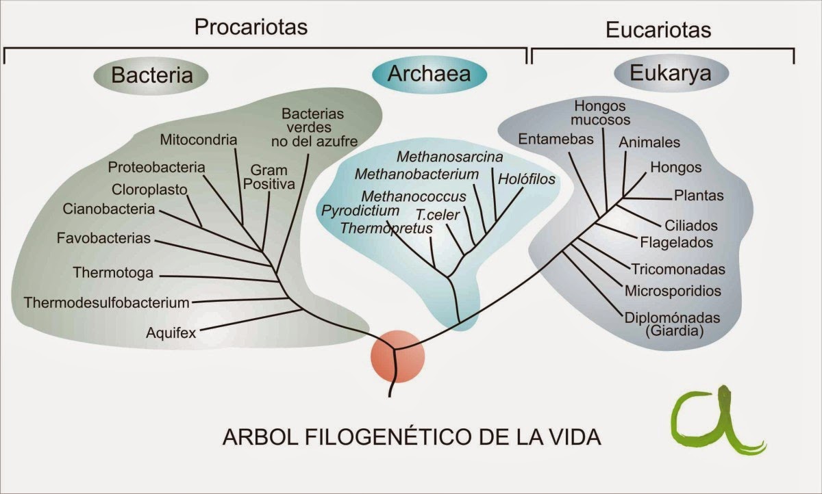 Microbiología: Árbol Filogenético