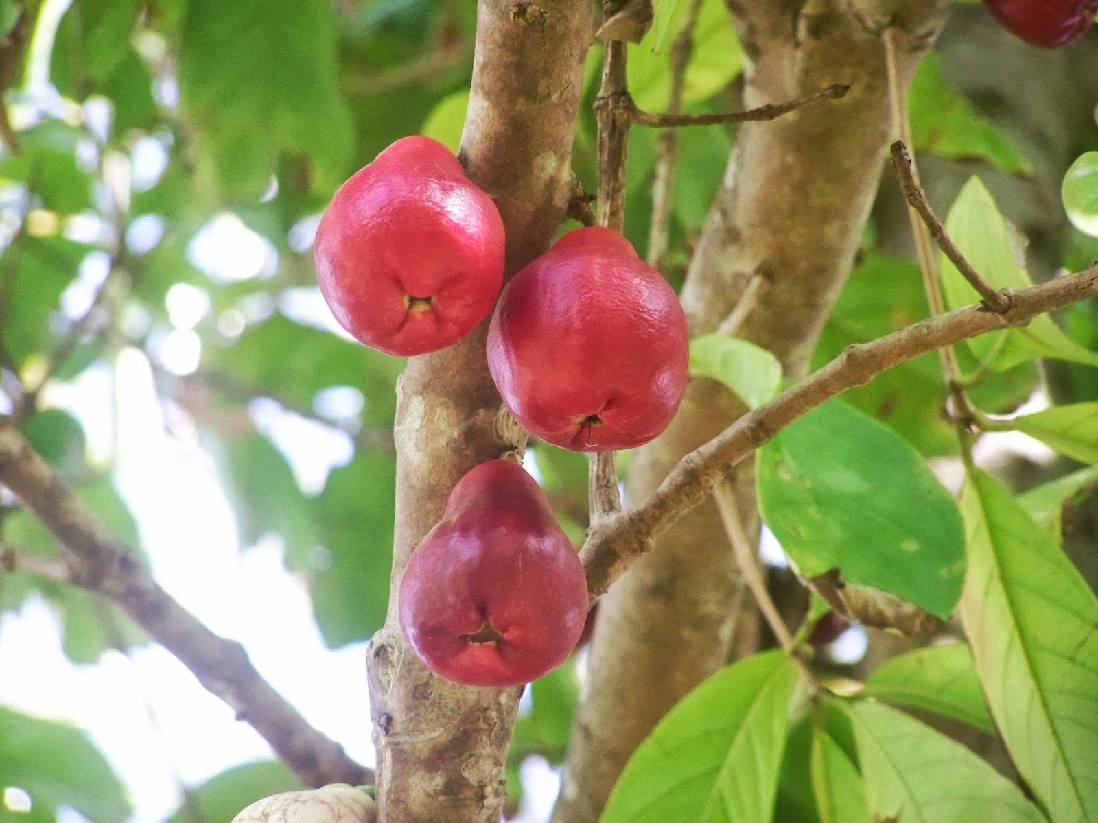 my rustic bajan garden: Garden Blogger's Bloom Day July 2013