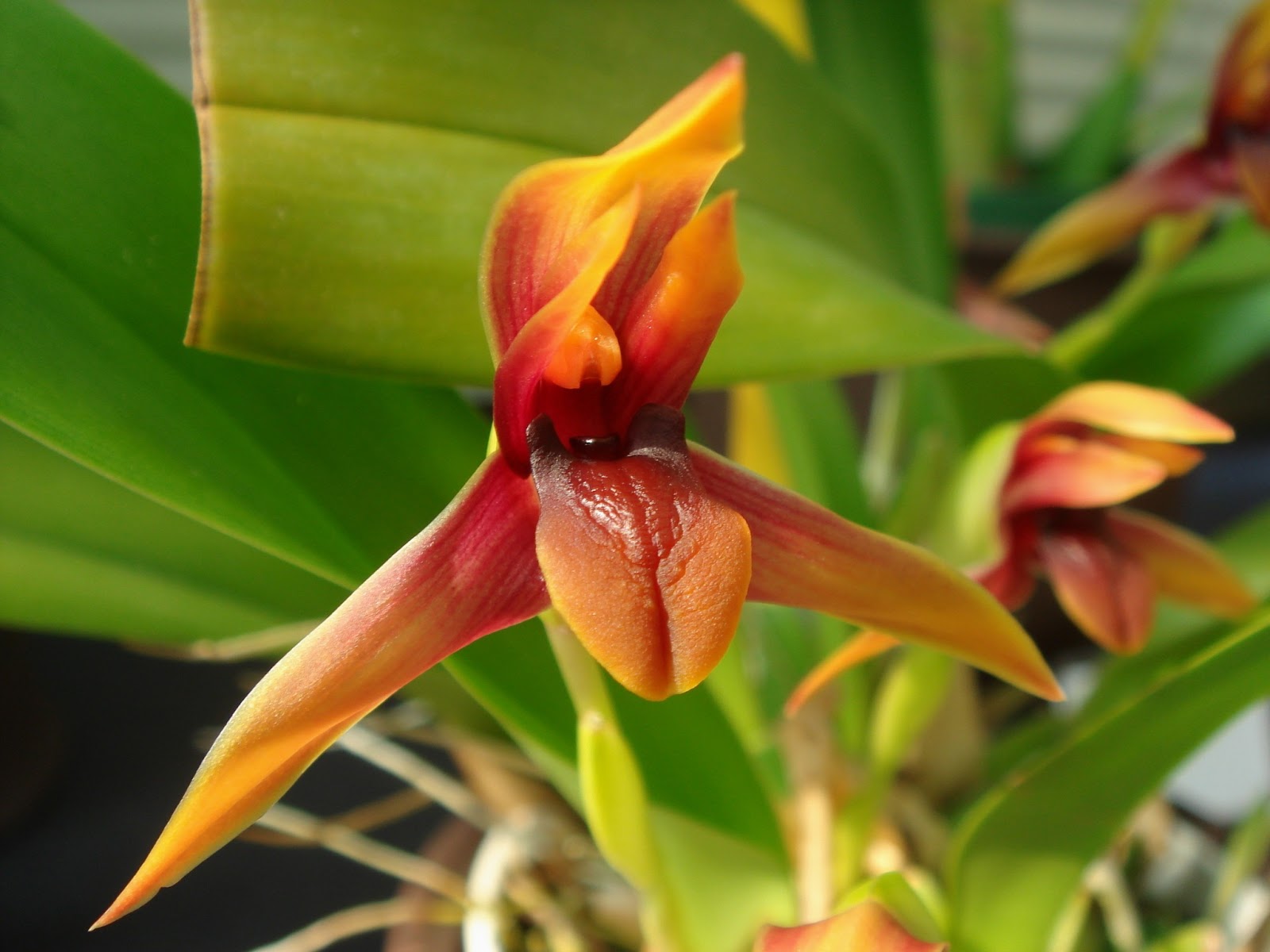 Maxillaria cucullata care and culture | Travaldo's blog