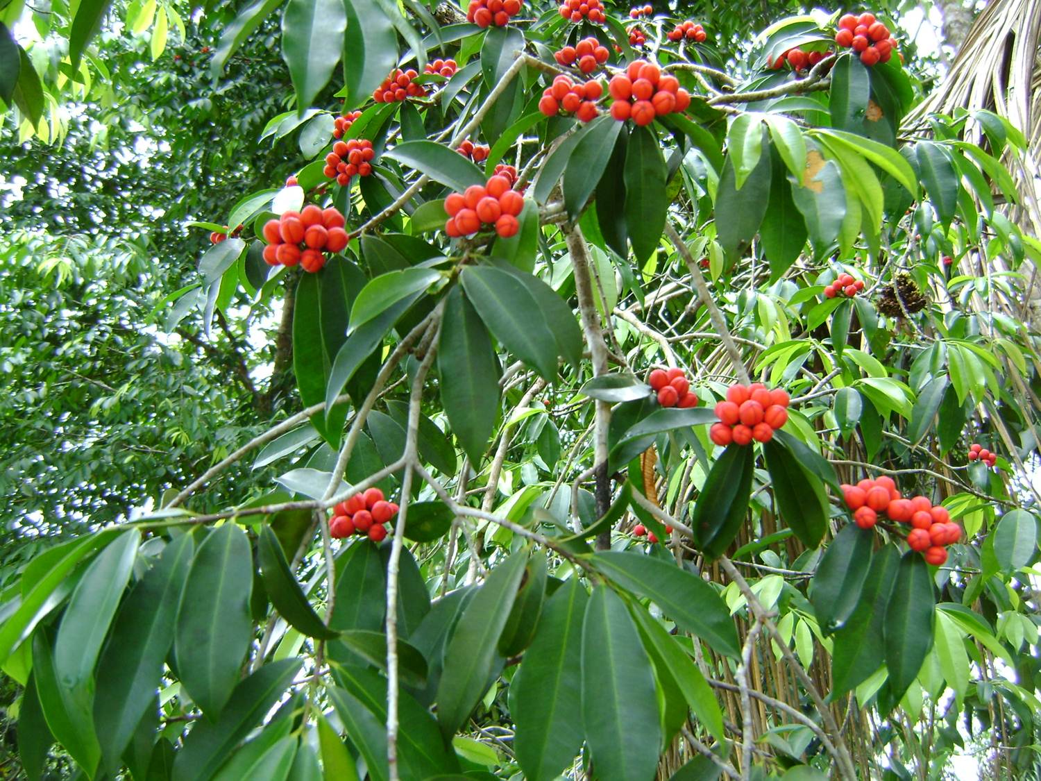 Informe Paraense: Ananindeua ainda é ou foi a "Terra do Anani"?