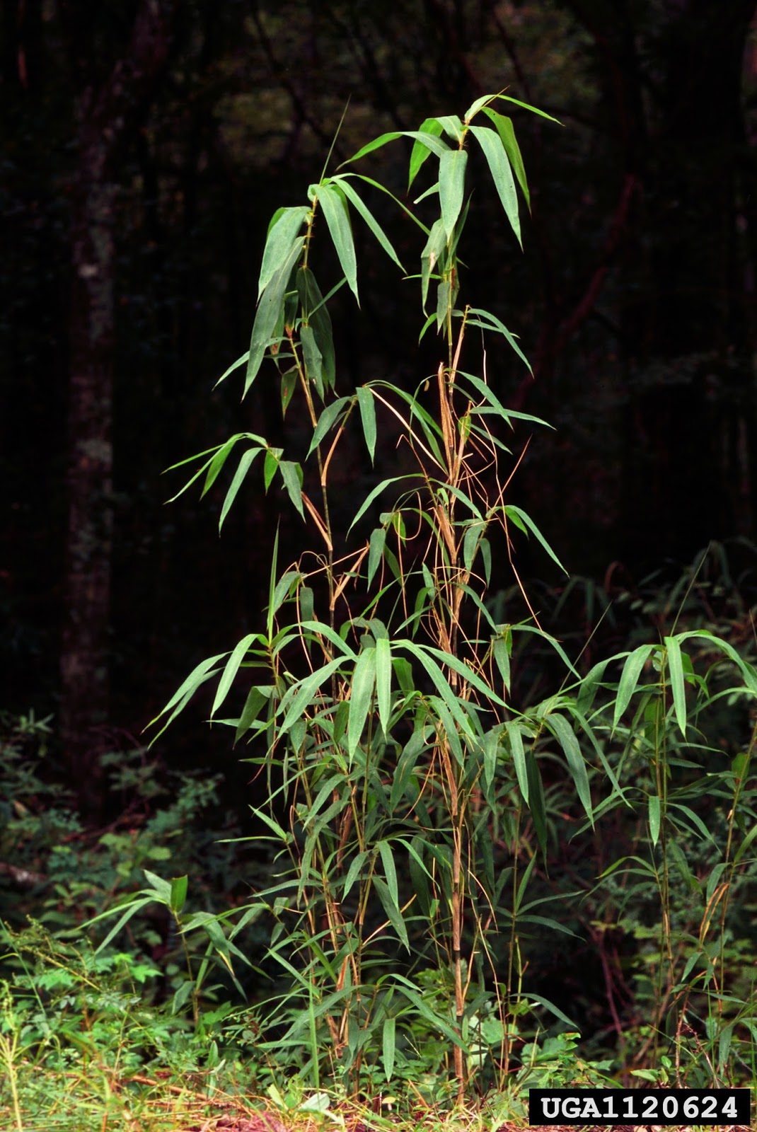 Earth and Space News: Arundinaria gigantea: Giant Cane as North ...