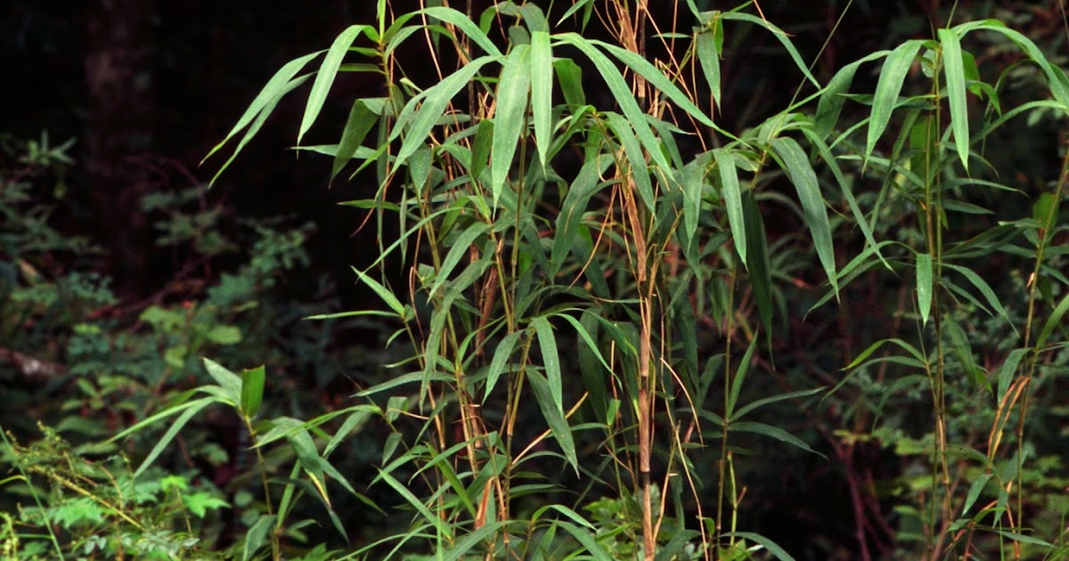 Earth and Space News: Arundinaria gigantea: Giant Cane as North ...