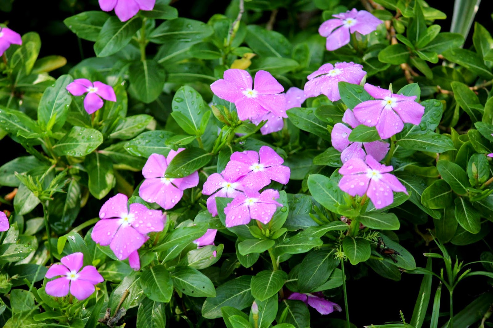 Uma flor por dia: Vinca