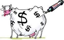 Active Family Chiropractic's Wellness: rBST Growth Hormone and Cows