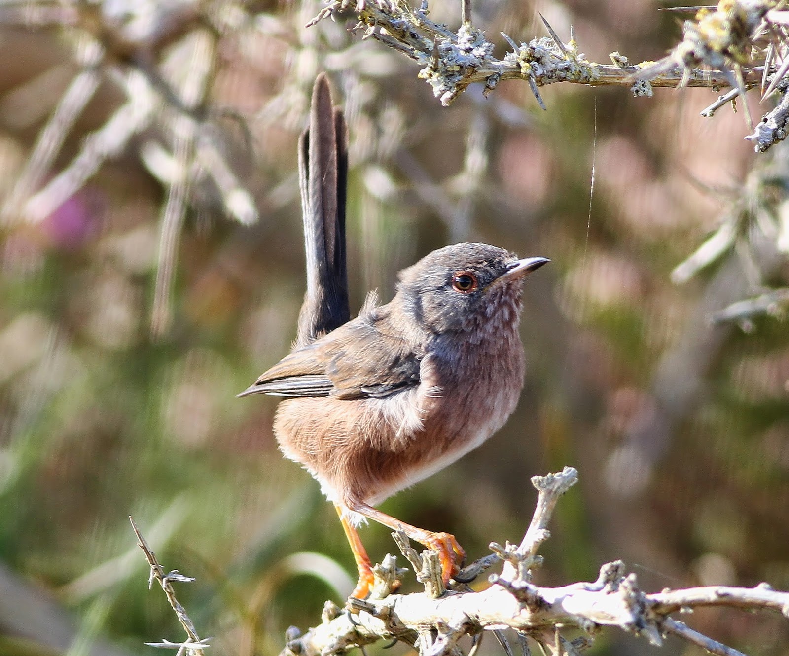 Birding Poole Harbour & Beyond: 11 Oct 14 - An Approachable Dartford ...