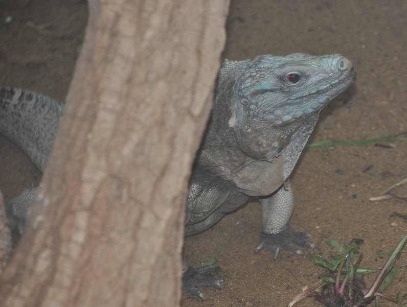 ZOOTOGRAFIANDO (6.100 ANIMALS): IGUANA AZUL / BLUE IGUANA (Cyclura lewisi)