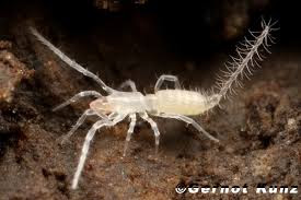 Clase Arachnida: Orden Palpigradi